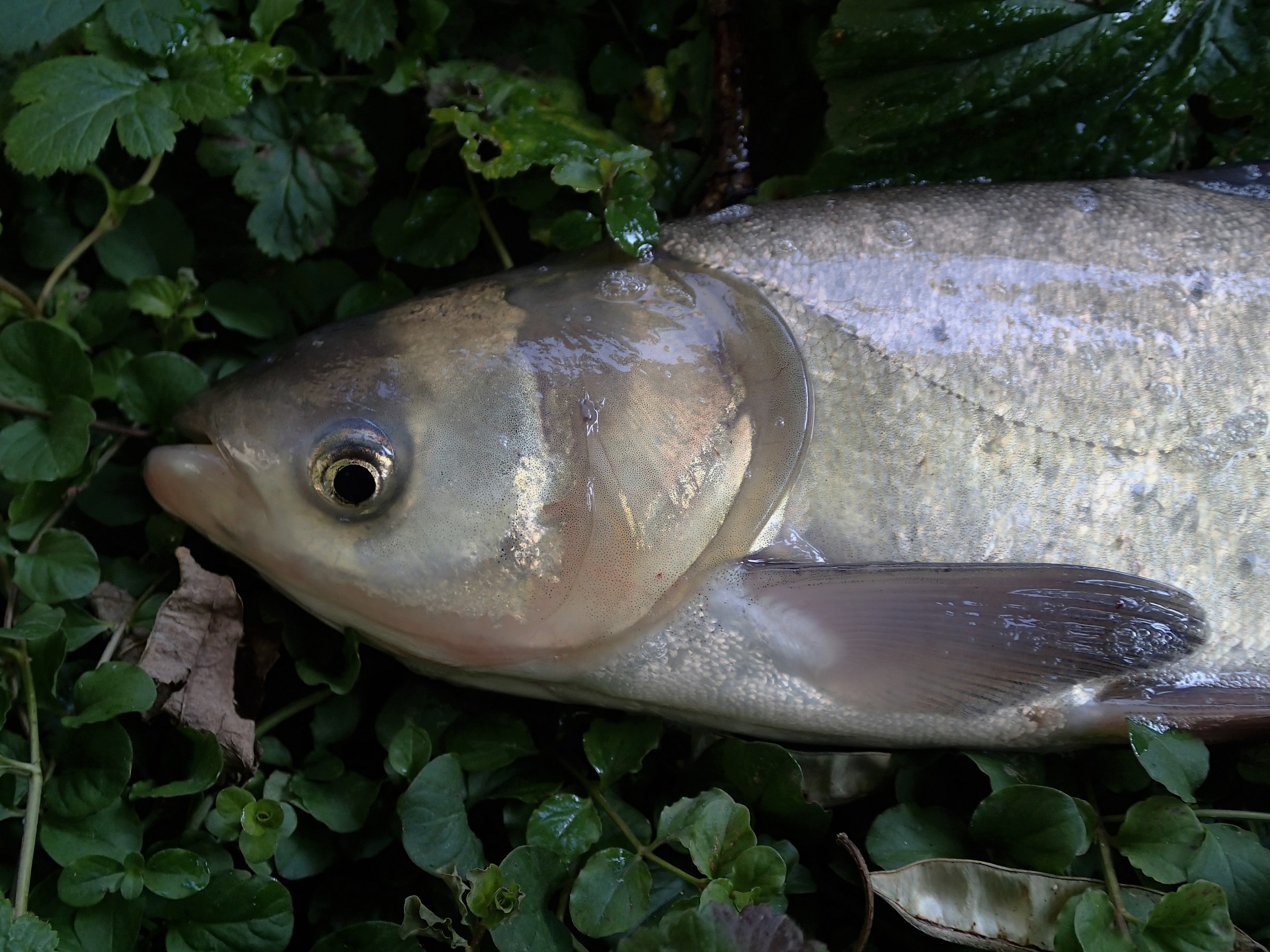 Hypophthalmichthys nobilis (Richardson, 1845)